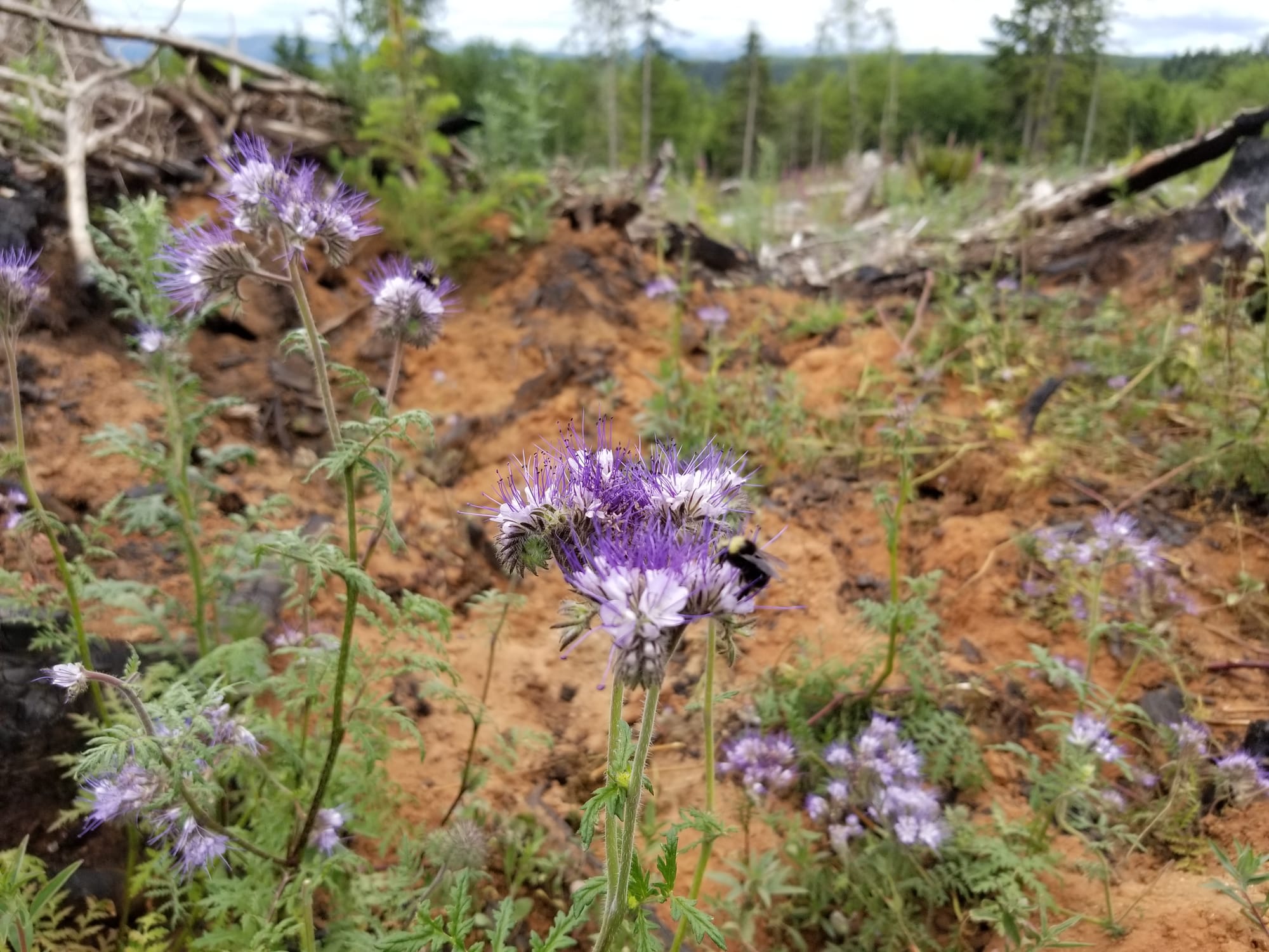 Trees & Bees: Pollinator Habitat on Timberlands - HAMPTON LUMBER
