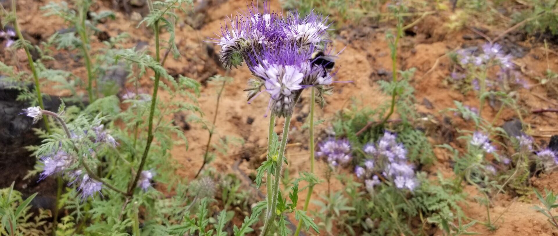 Hampton Lumber Expands Groundbreaking Pollinator Habitat Program to ...